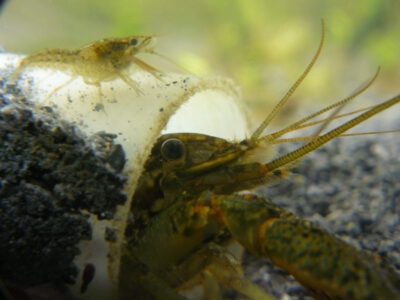 Marbled Crayfish - The Original Website - Marbled Crayfish Original ...