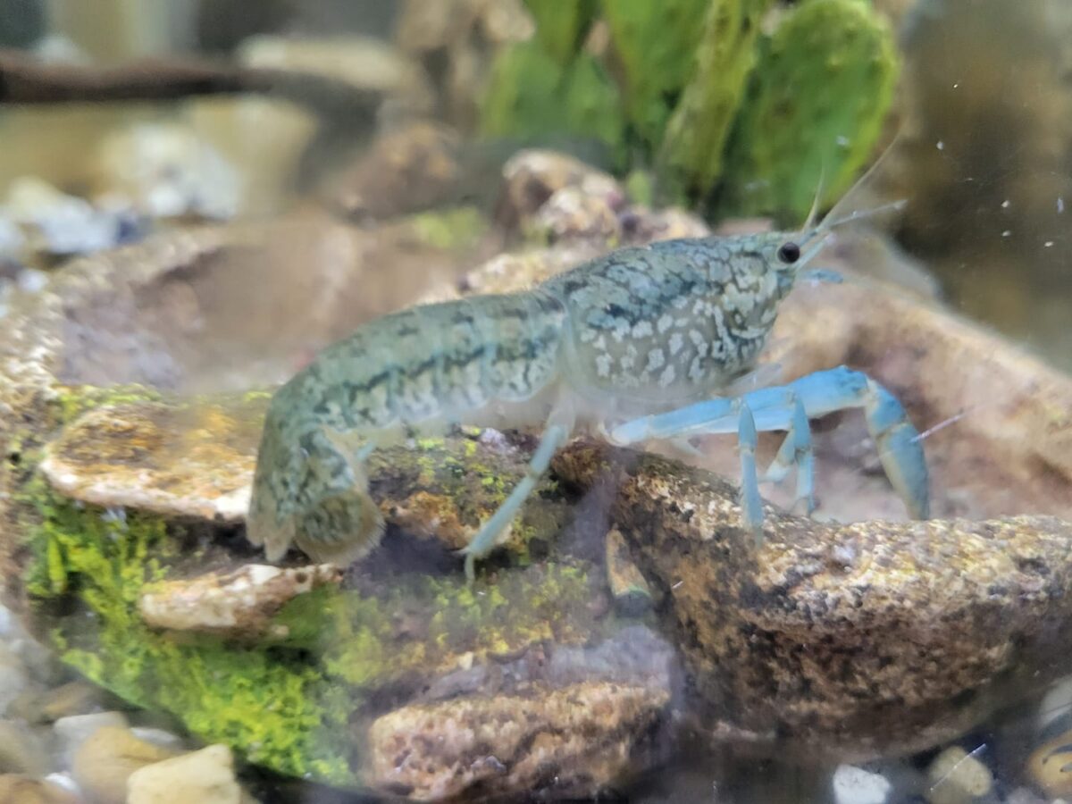 Marbled Crayfish - The Original Website - Marbled Crayfish Original ...